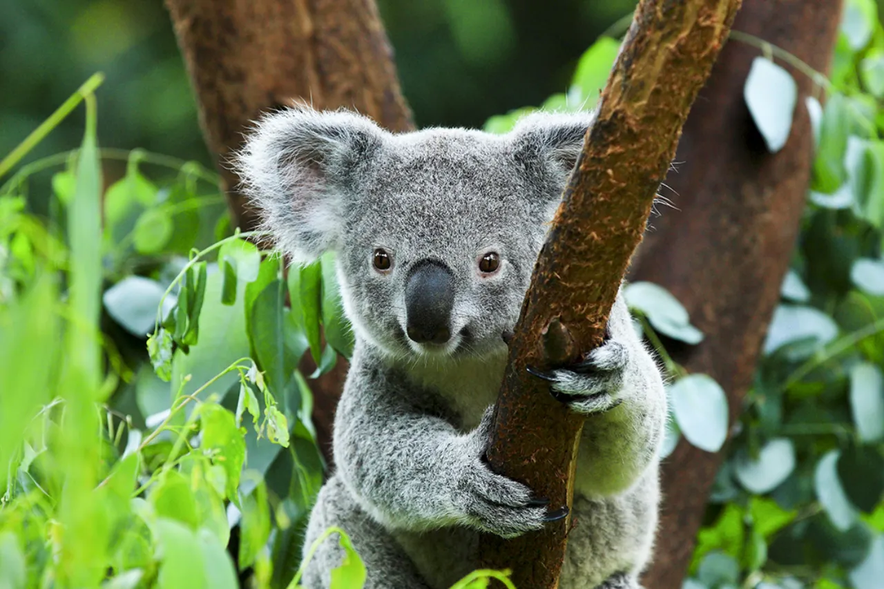 Zwierzęta Australii