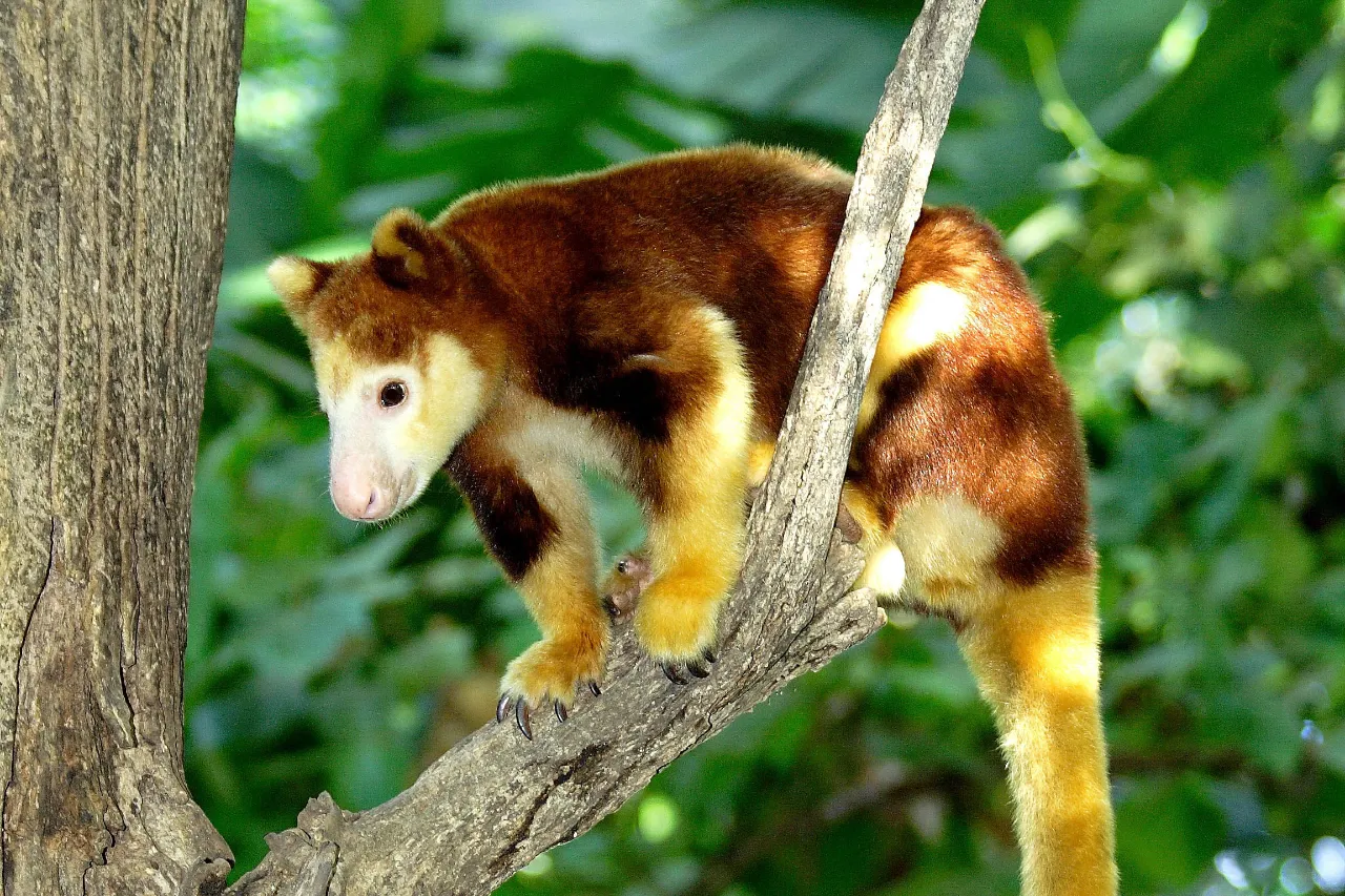 Zwierzęta Australii