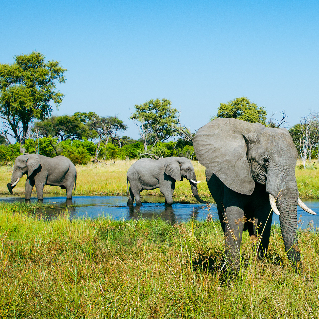 Botswana, Delta Okawango i Victoria Falls